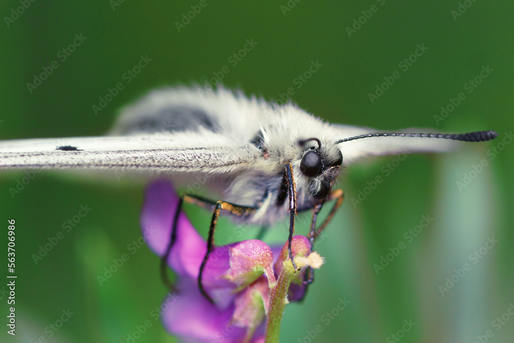 The clouded Apollo Parnassius mnemosyne is a butterfly species of the ...