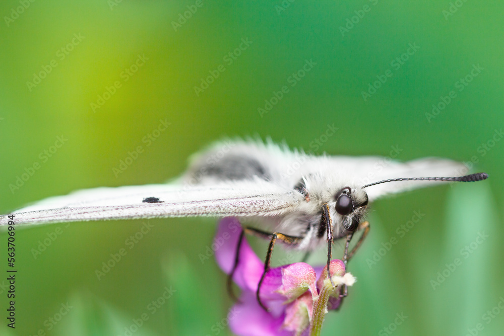 Foto de The clouded Apollo Parnassius mnemosyne is a butterfly species ...