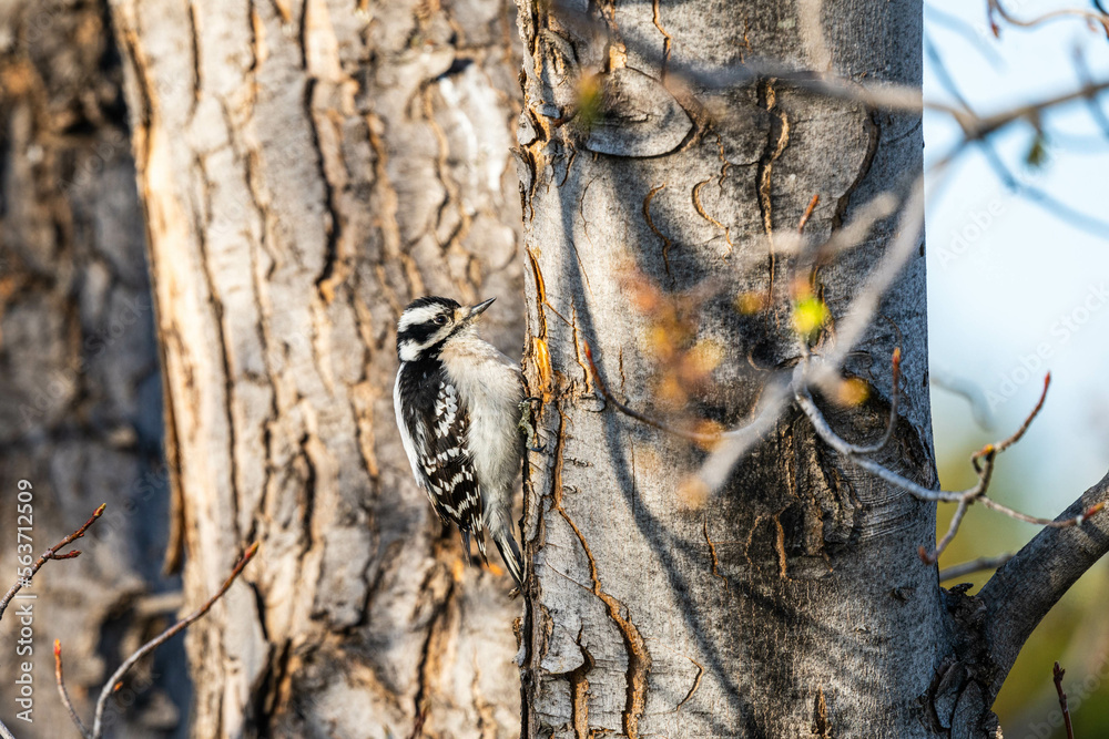 woodpecker on a tree Stock Photo | Adobe Stock