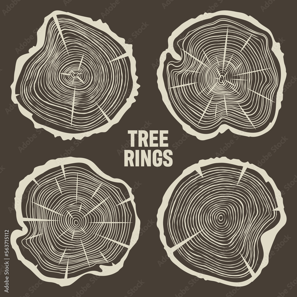 Round tree trunk cuts with cracks, sawn pine or oak slices, lumber. Saw ...