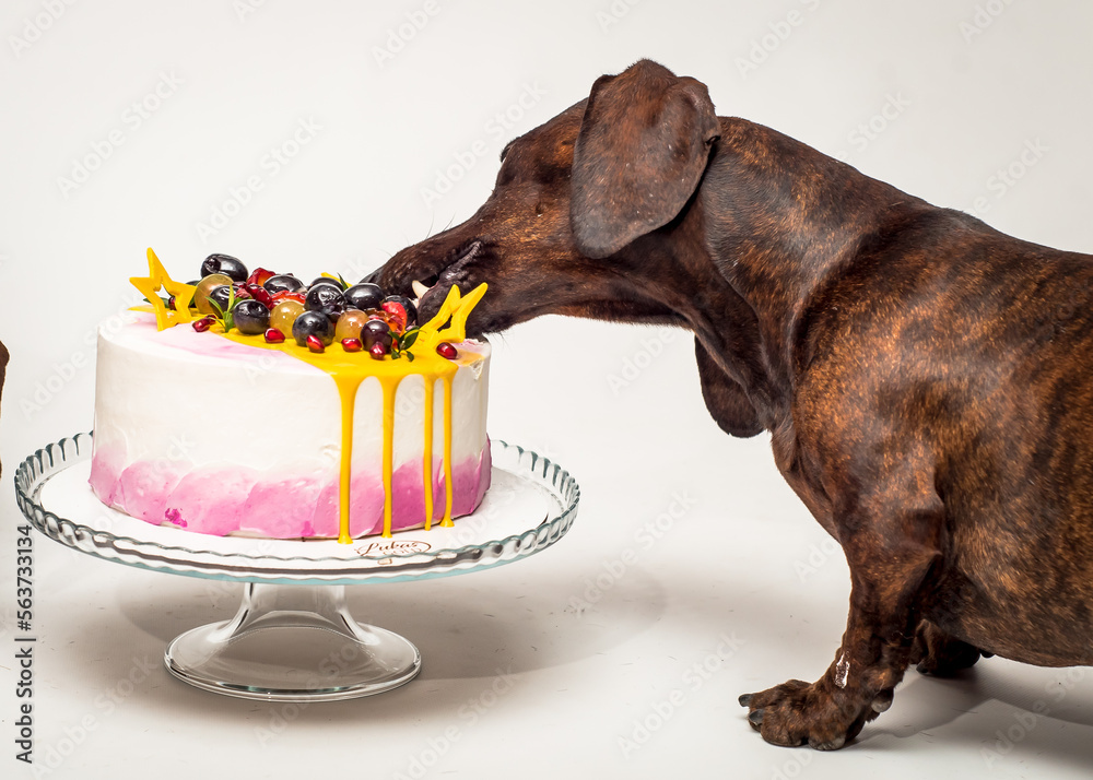 Cute Dog Eating Cake