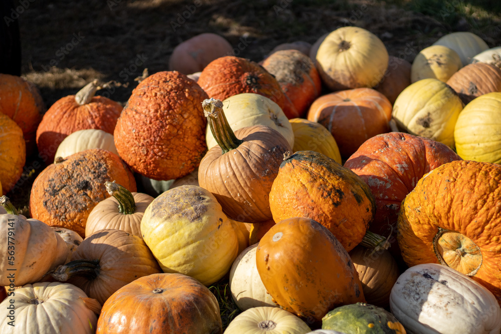 Poster A pile of different gourd textures – Tableau | Europosters