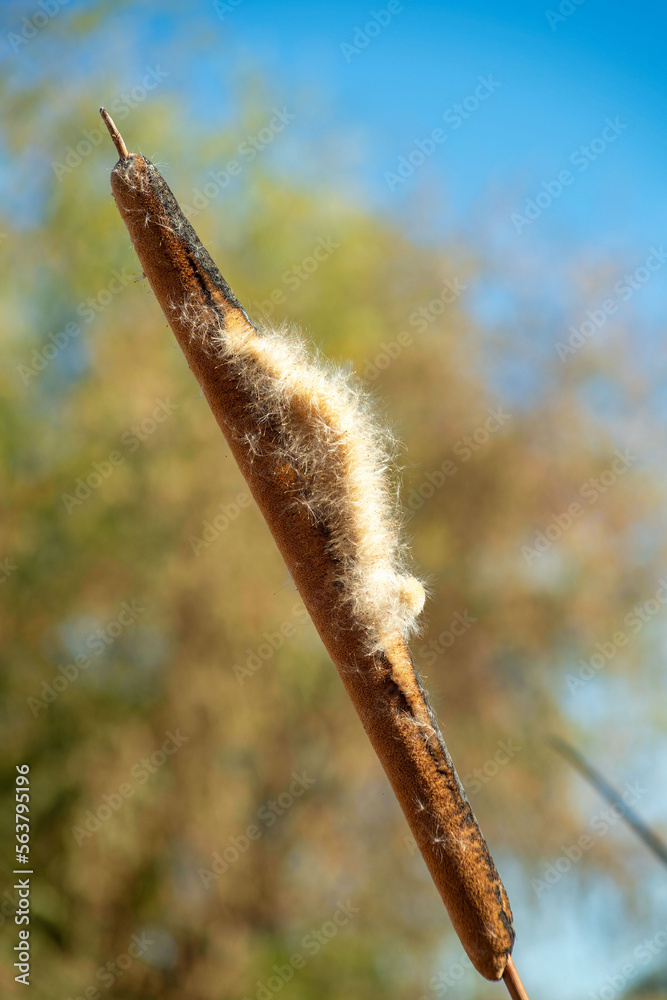 Why Does A Bulrush Or Cattail Explode