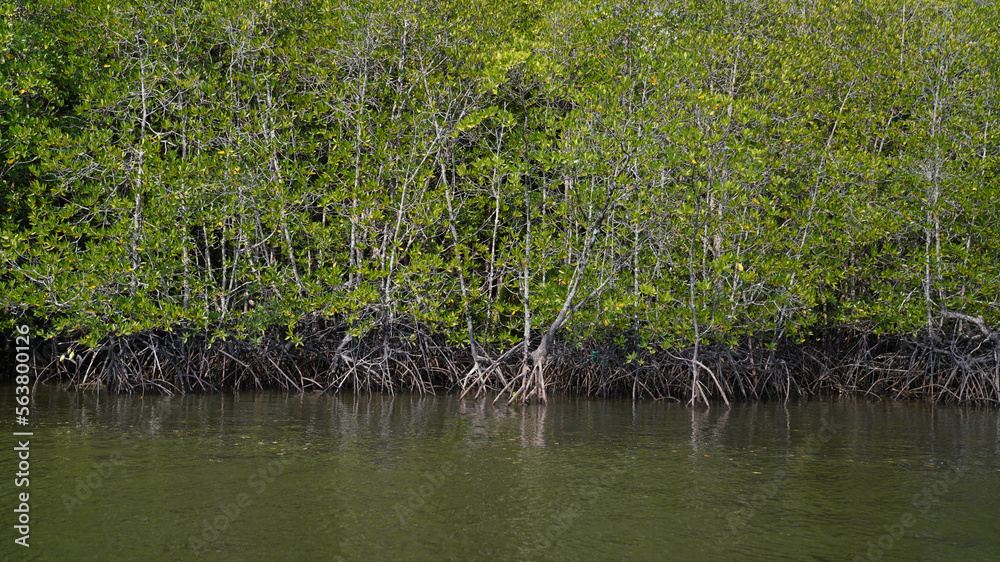 Mangrove forests growing in the tidal strip of sea coasts and estuaries ...