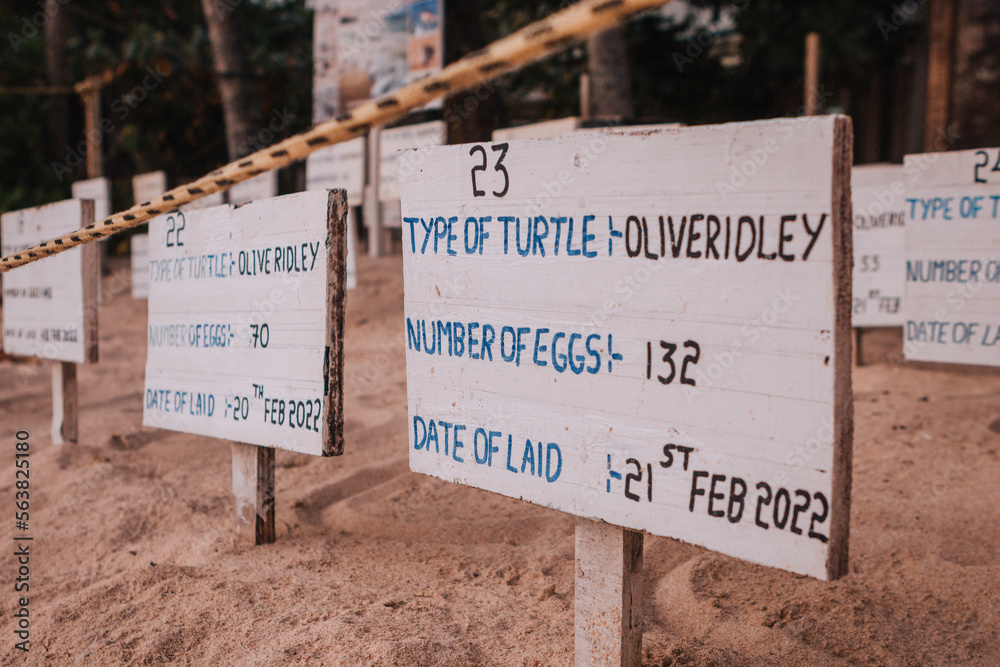 Mirissa, Sri Lanka : Signs from the turtle sanctuary on Mirissa beach ...
