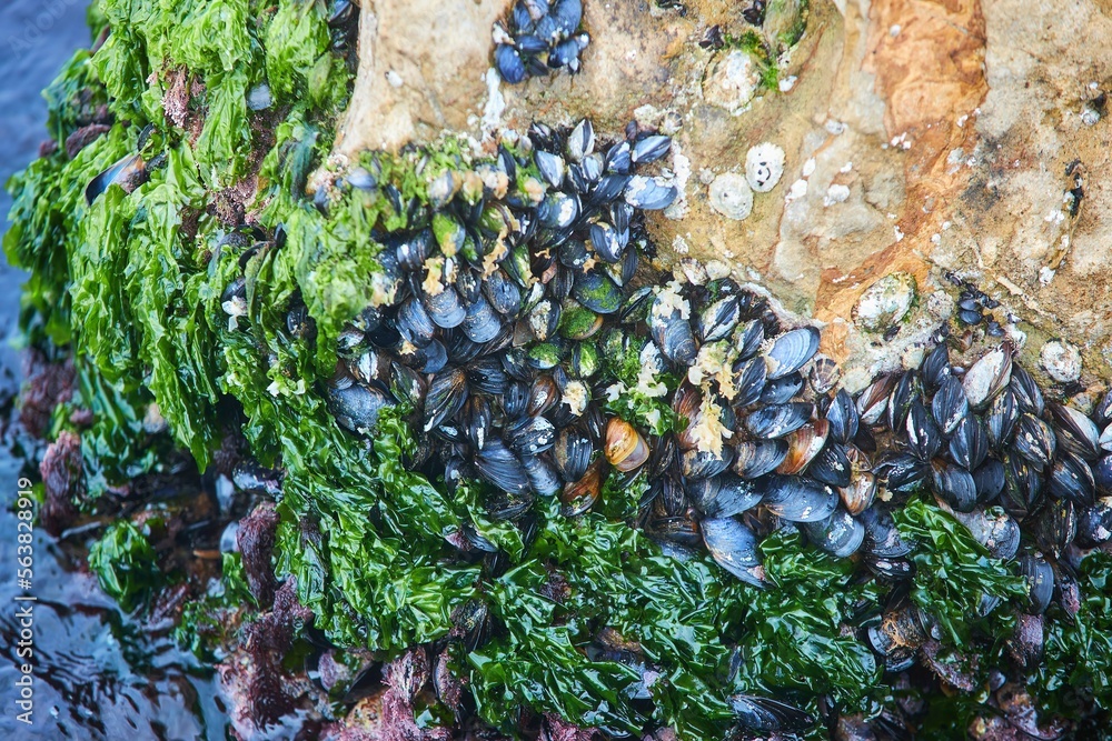Mussels on a stone. Animals and inhabitants of the seas and oceans ...