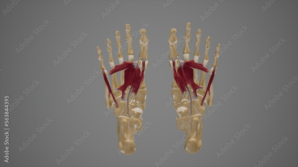 Muscles of Sole of Foot Third Layer Stock Illustration | Adobe Stock
