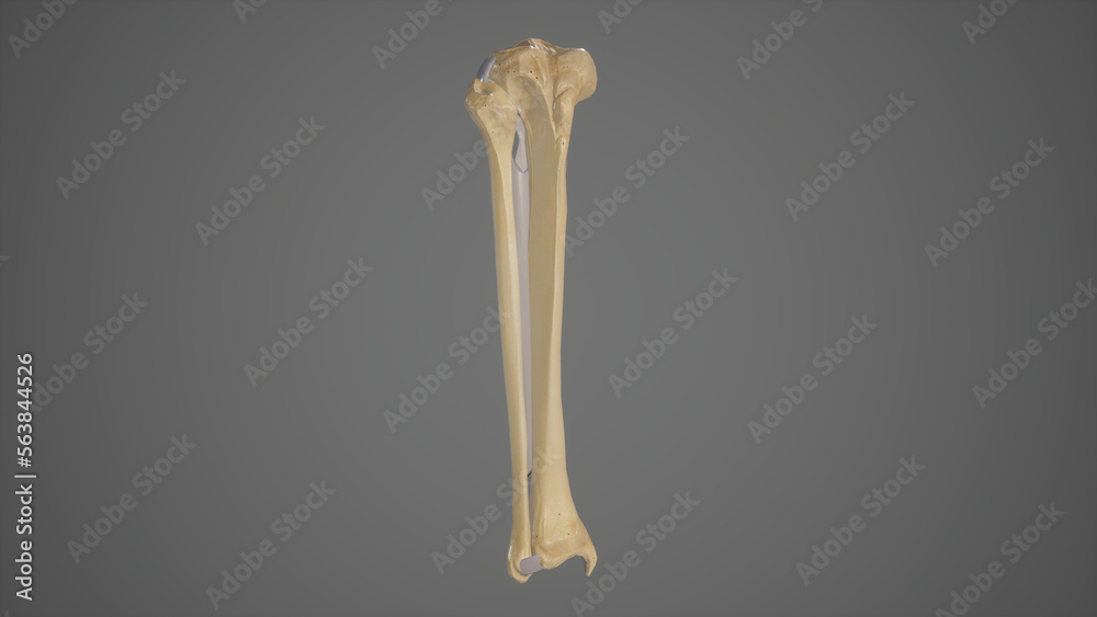 Anatomical Illustration of Tibiofibular Joints Stock Illustration ...