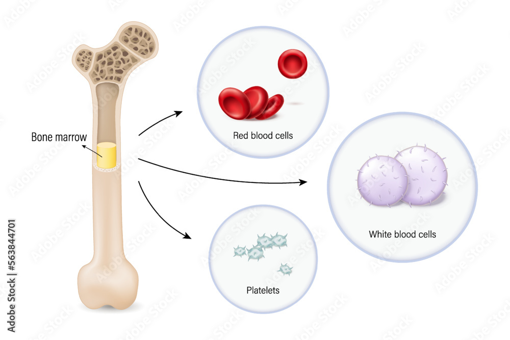 Poster Bone marrow, the source of red blood cells, white blood cells ...