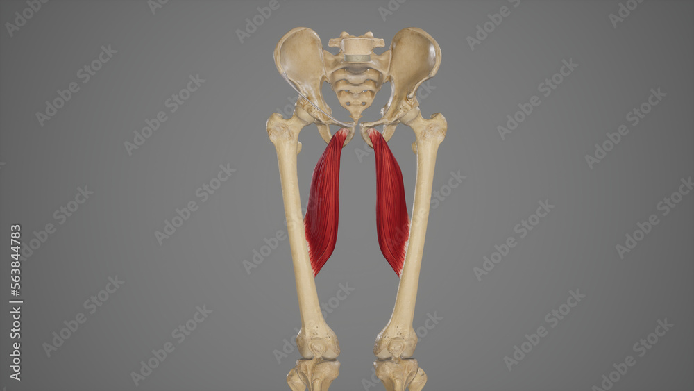 Medical Accurate Illustration of Adductor Longus Stock Illustration ...