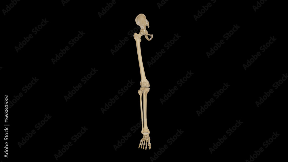 Bones of Right Lower Limb - Anterior View Stock Illustration | Adobe Stock