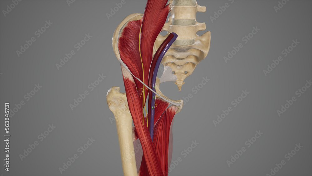 Anatomical Illustration of Femoral Triangle Stock Illustration | Adobe ...