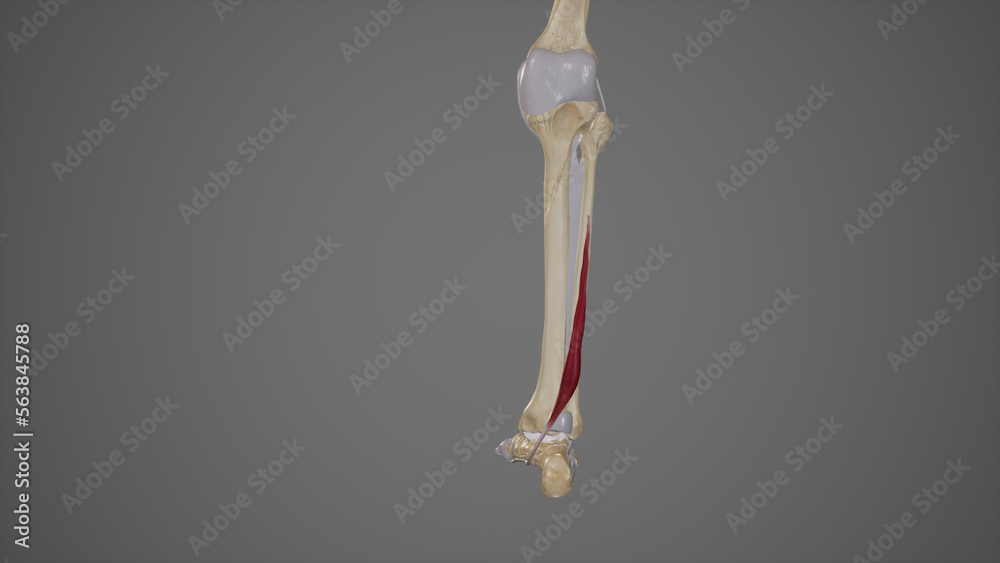 Medical Illustration of Flexor Hallucis Longus Stock Illustration ...