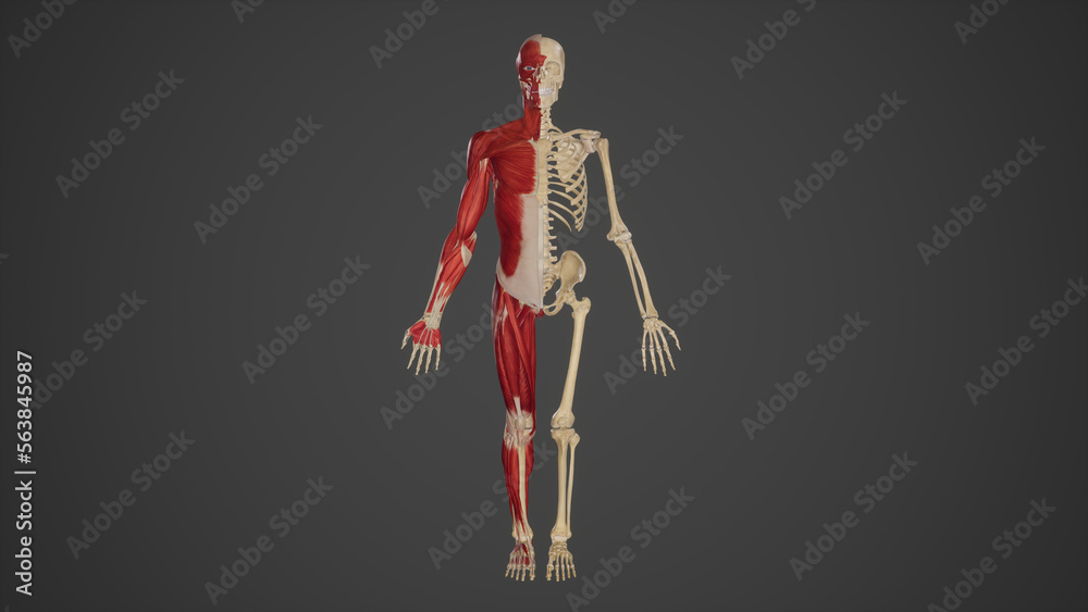 Human Body Anatomy of Skeletal and Muscular Systems Stock Illustration ...