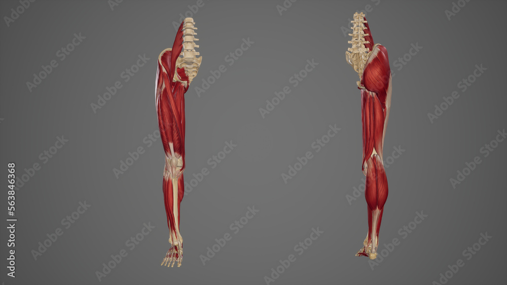 anterior and posterior view of lower limb muscles Stock Illustration ...