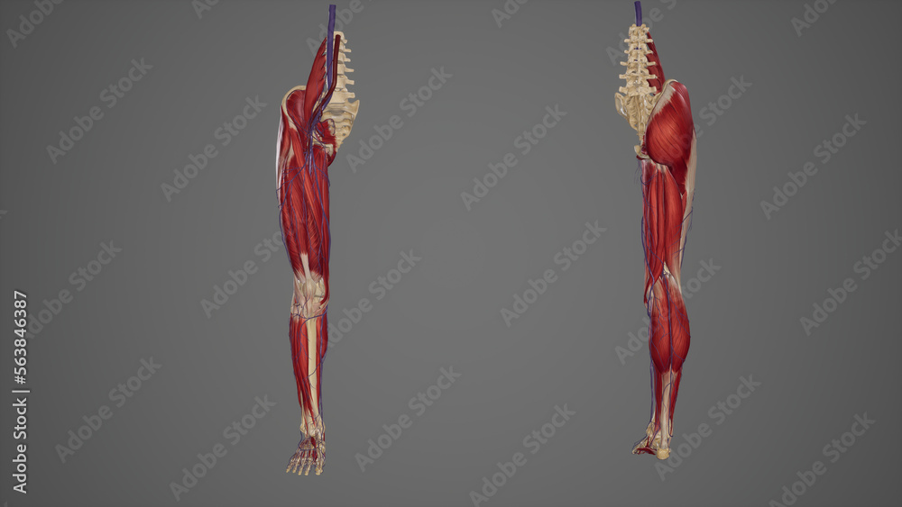 ower limb with muscles, blood vessels anterior and posterior view Stock ...