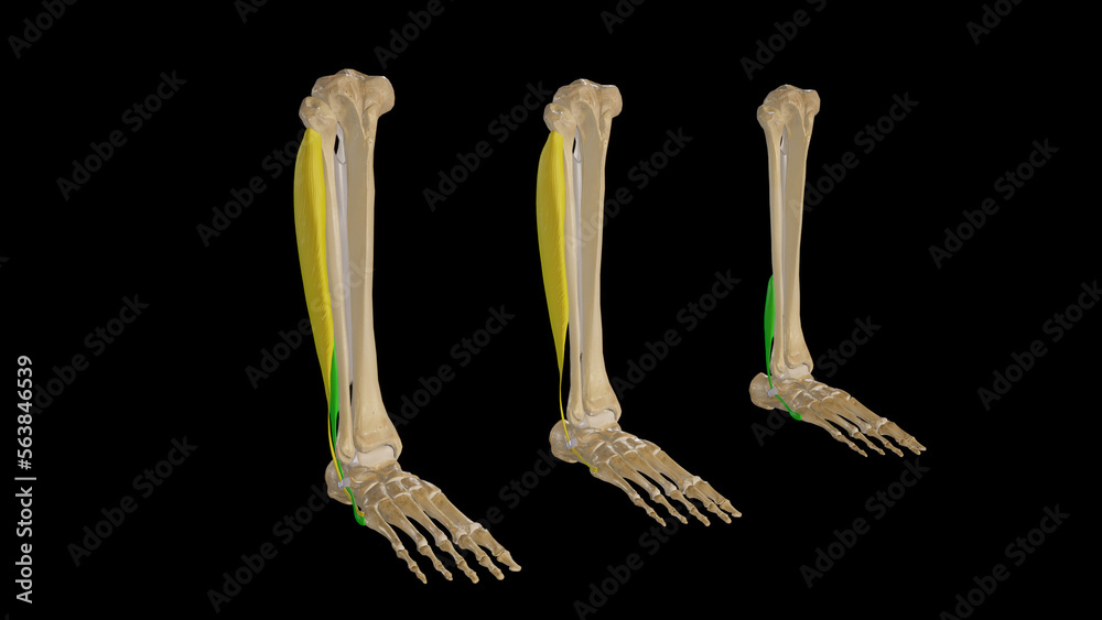 Medical Illustration of Peroneal Muscles (Ankle Everters) Stock ...