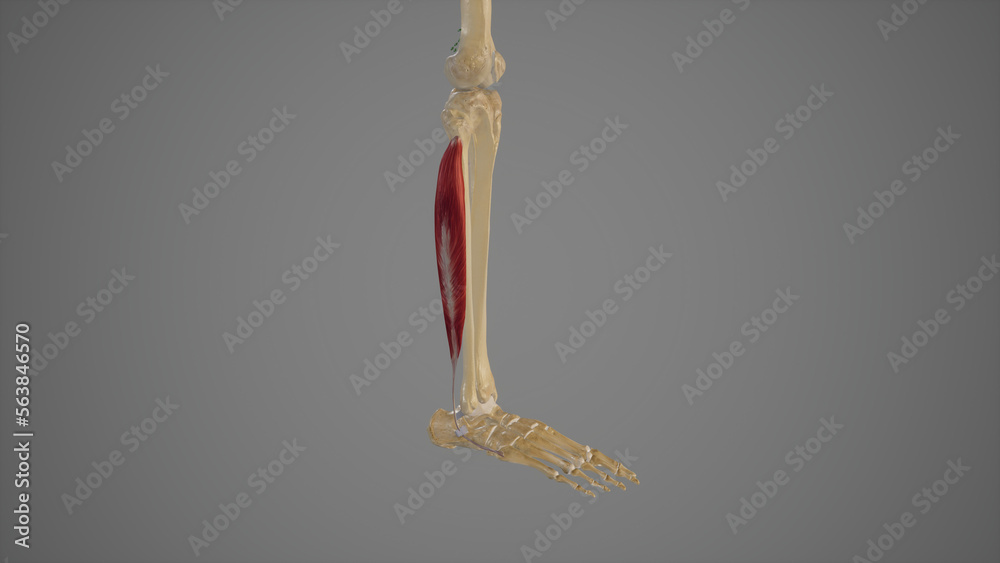 Medical Illustration of Peroneus Longus Stock Illustration | Adobe Stock