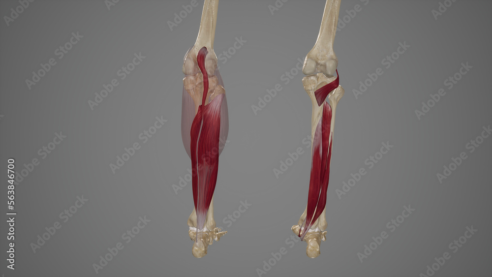 Superficial and Deep Muscles of Posterior Leg Stock Illustration ...