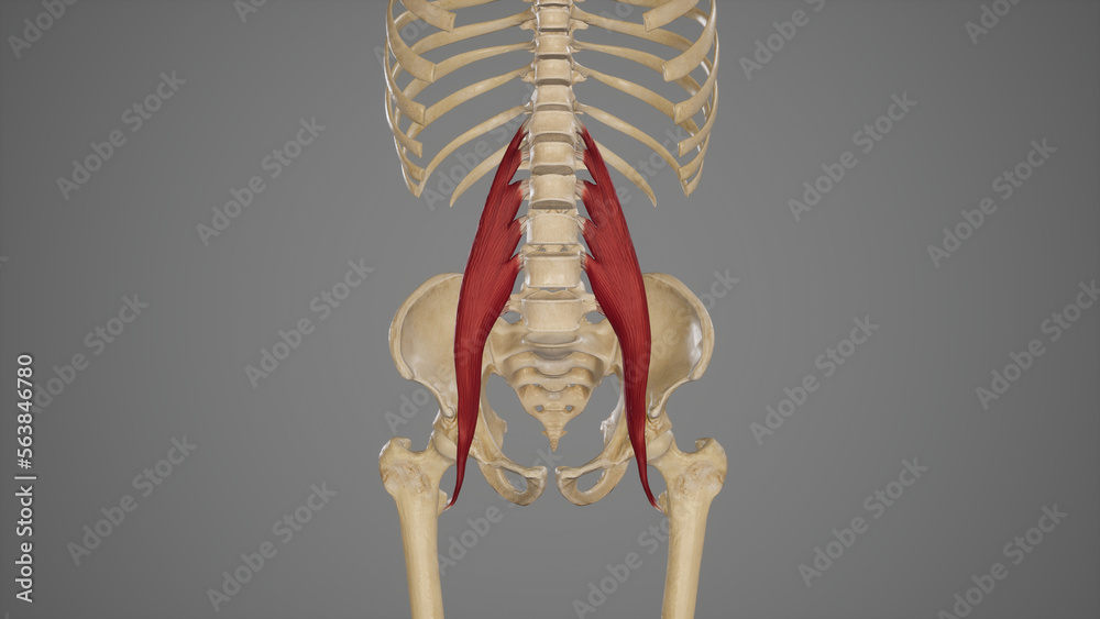 Medical Illustration of Psoas Major Muscle Stock Illustration | Adobe Stock
