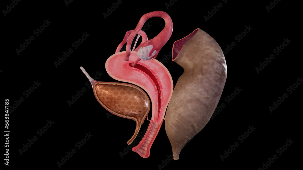 Anatomy of female reproductive system,3D rendering Stock Illustration ...
