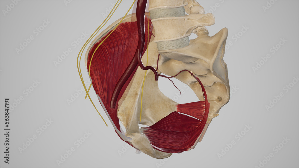 Medical Ilustration of Branches of Posterior Trunk of Internal Iliac ...
