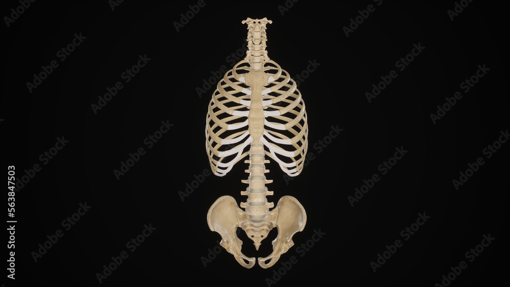 Rib cage anatomy-Anterior View Stock Illustration | Adobe Stock