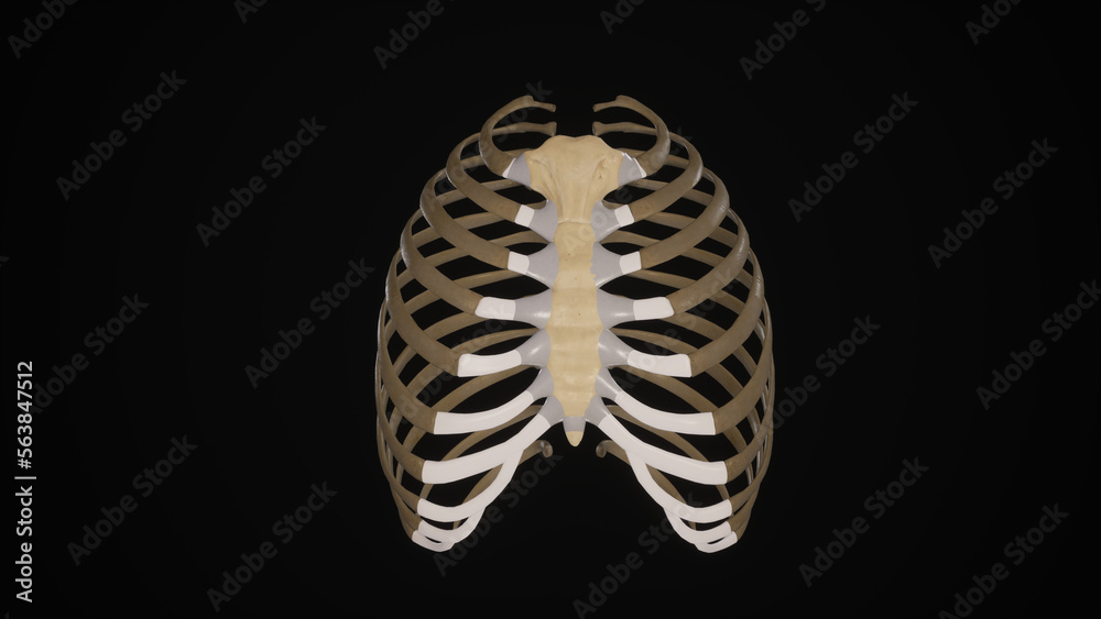 Medical Illustration of Sternocostal Joint Stock Illustration | Adobe Stock