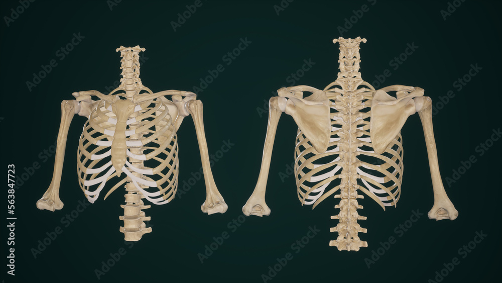 Anatomical Explanation of Bones of The Chest and Shoulder Girdle,front ...