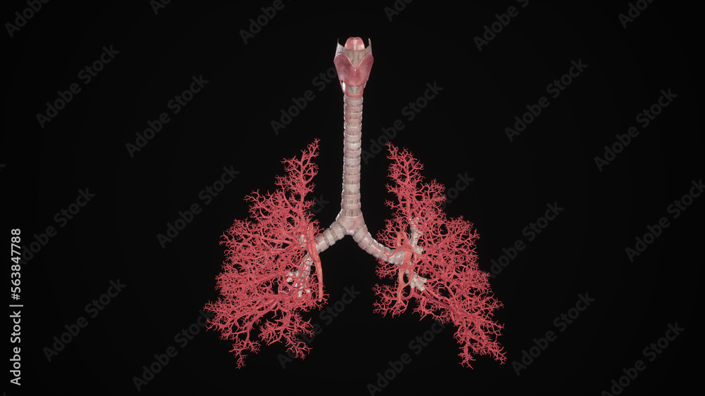 Poster Medical Illustration of Human Bronchial Tree of Lungs – Wall Art ...