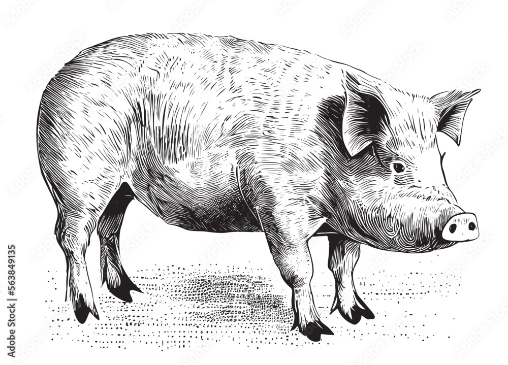 Big farm pig hand drawn engraving sketch Vector illustration Stock ...