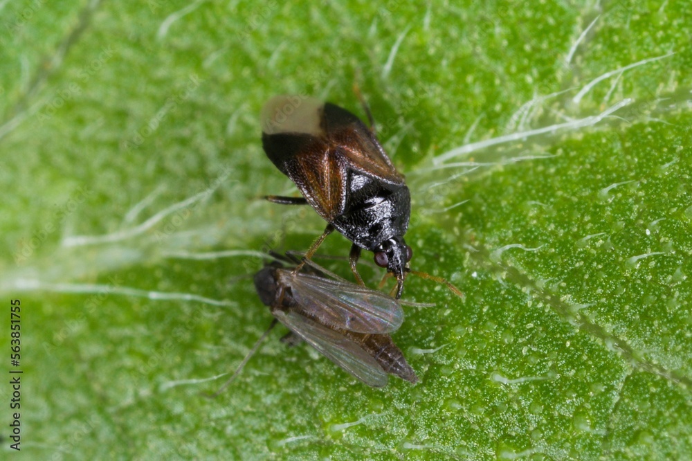 Minute pirate bugs or called flower bugs (Anthocoridae) is a family of ...