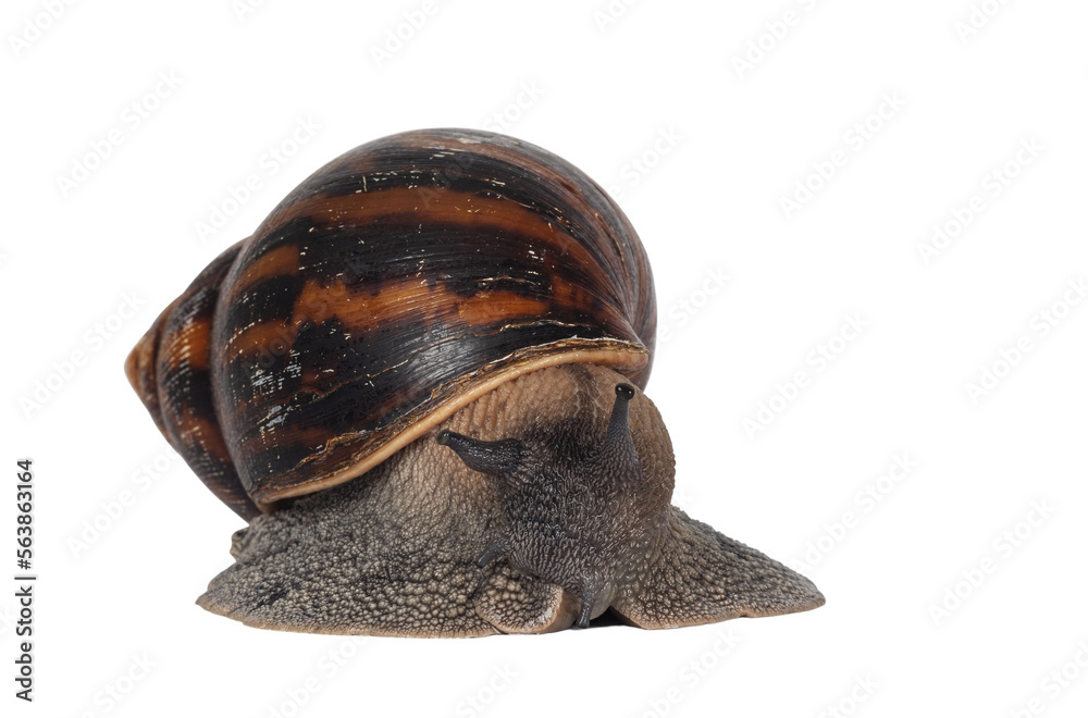 Adult size frican Giant Ghanese snail aka Giant African snail, Giant ...