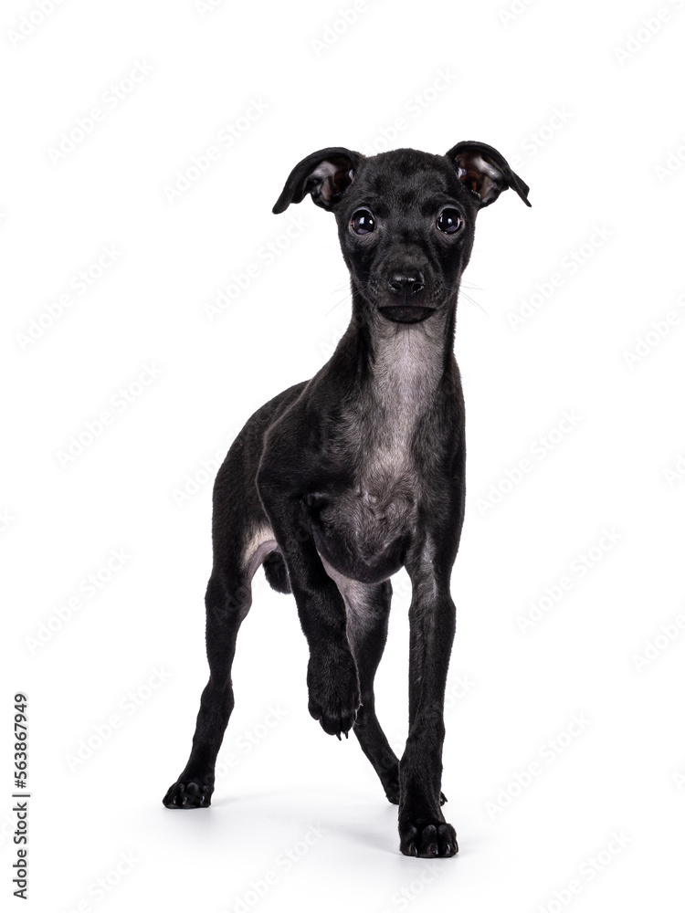 Cute Italian Greyhound aka Italian Sighthound pup, standing facing ...