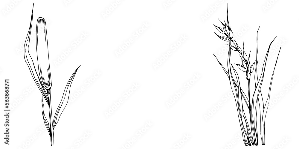 Sketch reeds leaves isolated, suitable for nature concept, summer and ...