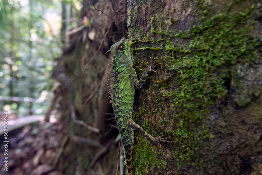 Acanthosaura armata is a species of agamid lizard commonly known as the ...