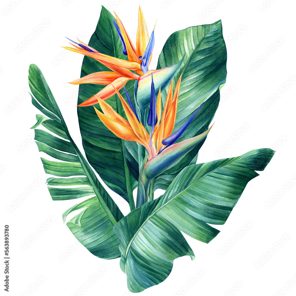 Strelitzia flowers, watercolor on isolated white background botanical ...