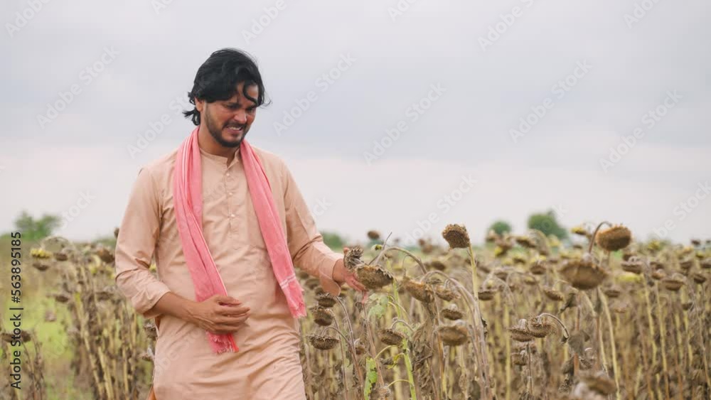 Vidéo Stock Sad worried farmer crying by looking destroyed sun flower ...