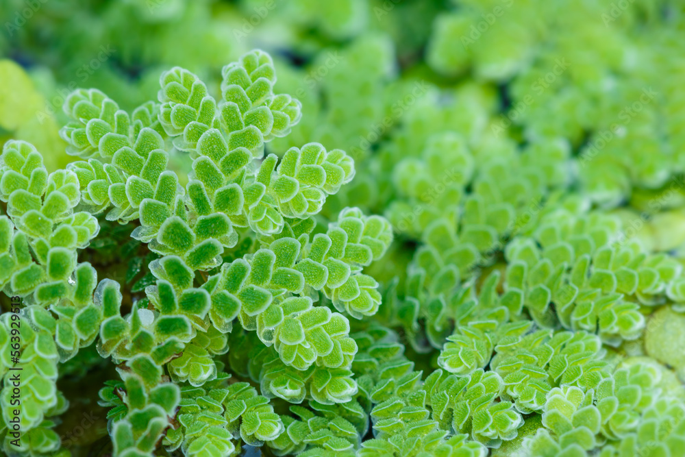 Growing Green Azolla microphylla Used an ingredient in animal feed or ...