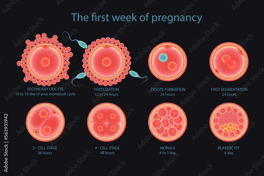 Poster Stages of fetal development, embryo development, insemination ...