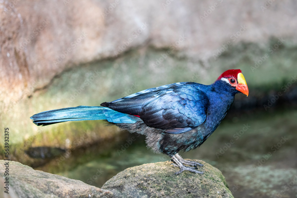 The violet turaco (Tauraco violaceus) is a large turaco, a group of ...