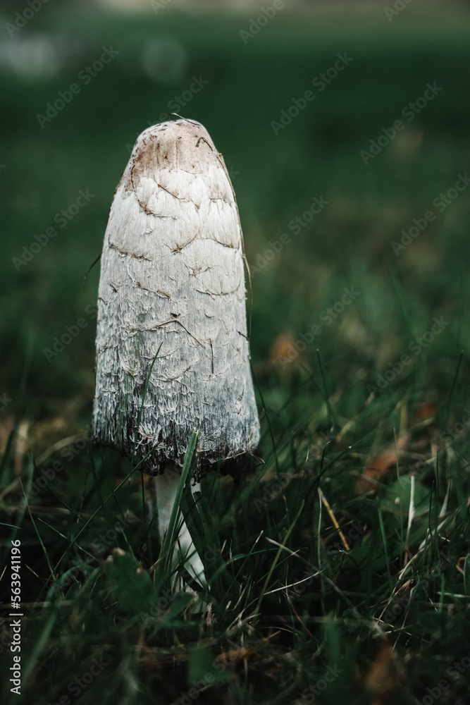 Coprinus Comatus, ink mushroom, shaggy ink cap. Groups of small white ...