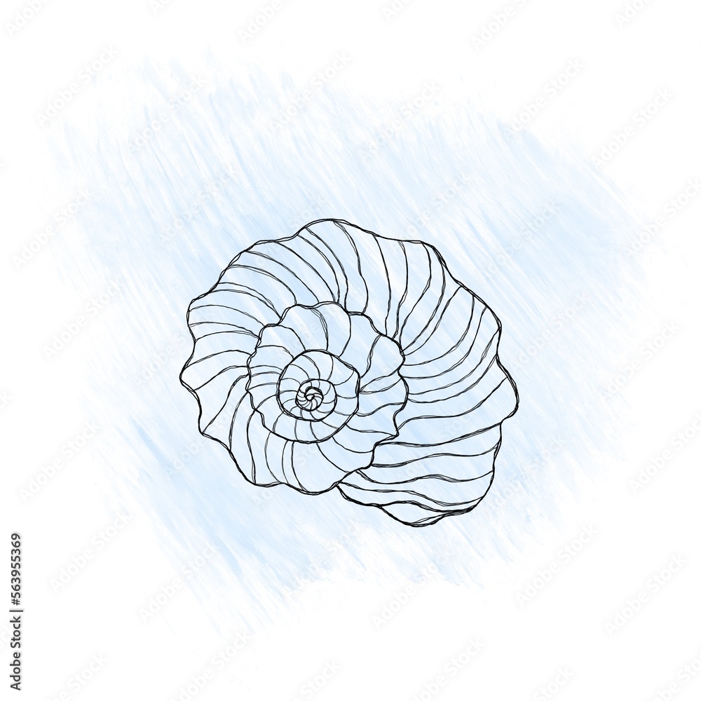 Line art illustration of a seashell on blue watercolor background ...