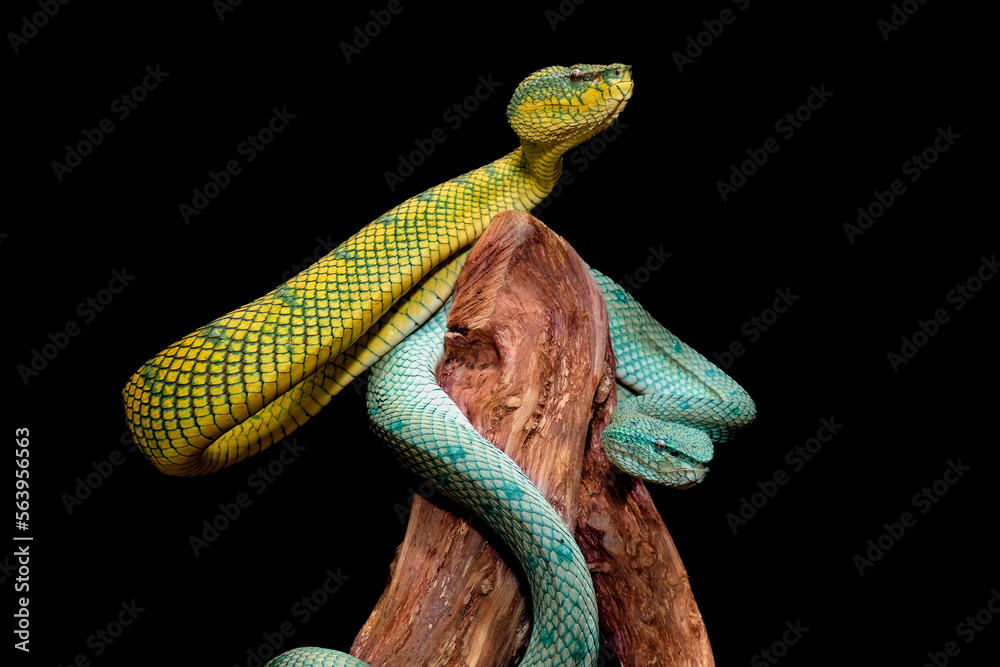 Tropidolaemus subannulatus is a venomous pit viper species native to ...