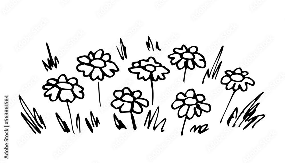 Simple black outline vector drawing. Summer lawn, grass and chamomile ...
