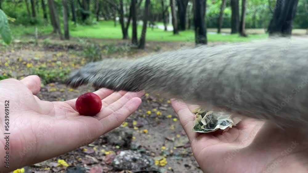 Human hands hold a dollar bill and a cherry offering to a monkey ...