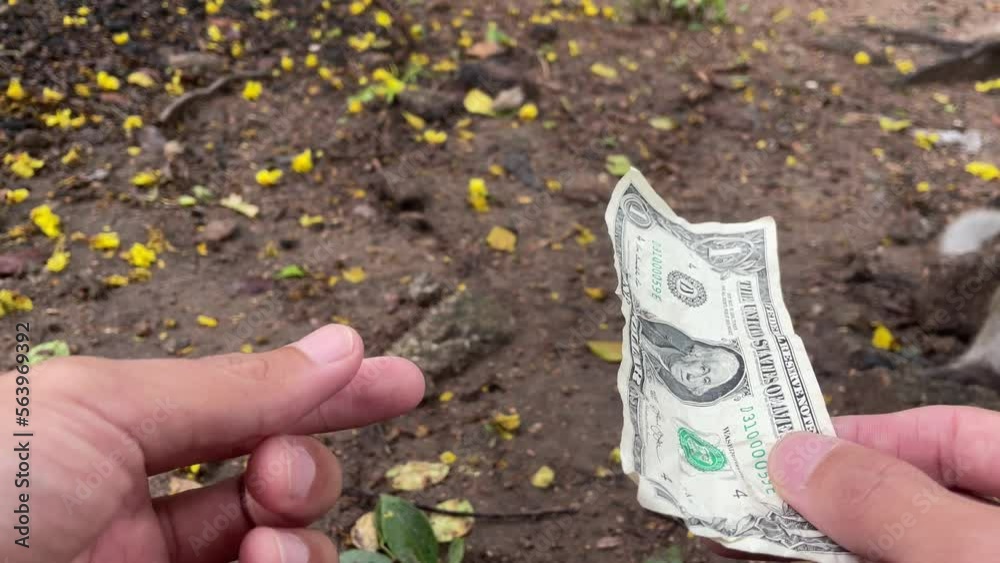Human hands hold a dollar bill and a cherry offering to a monkey ...