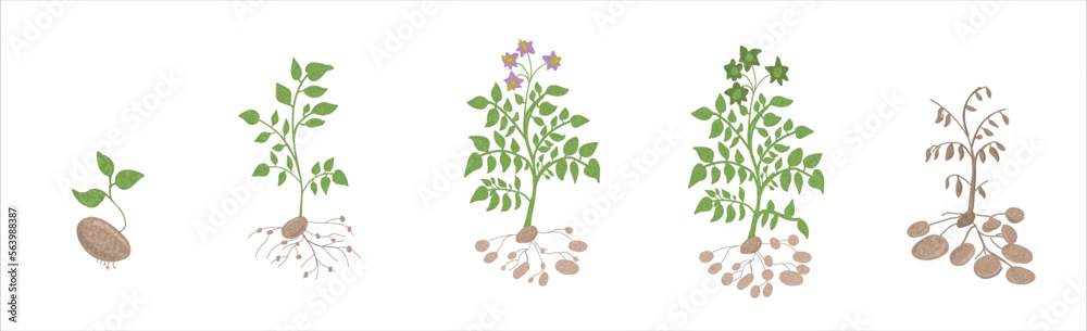 Growth stages of Potato plant. Potato growing stages vector ...