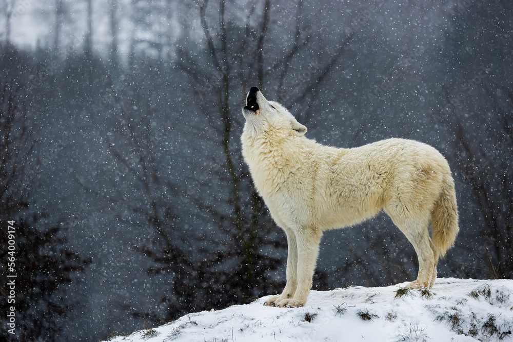 Arctic Wolf Howling