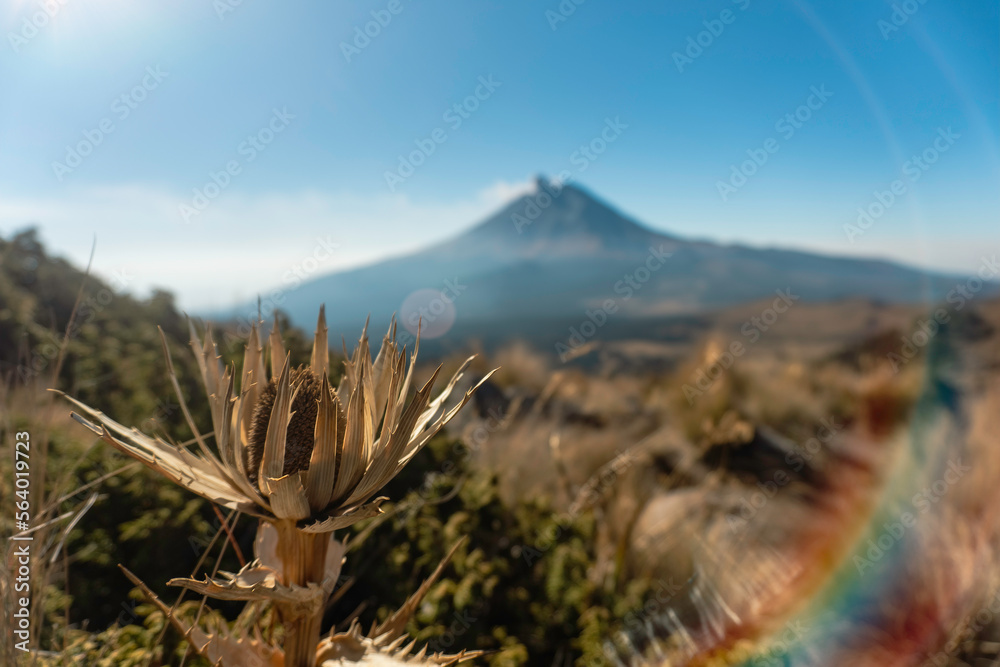 Eryngium proteiflorum, commonly known as the volcano rose Stock ...